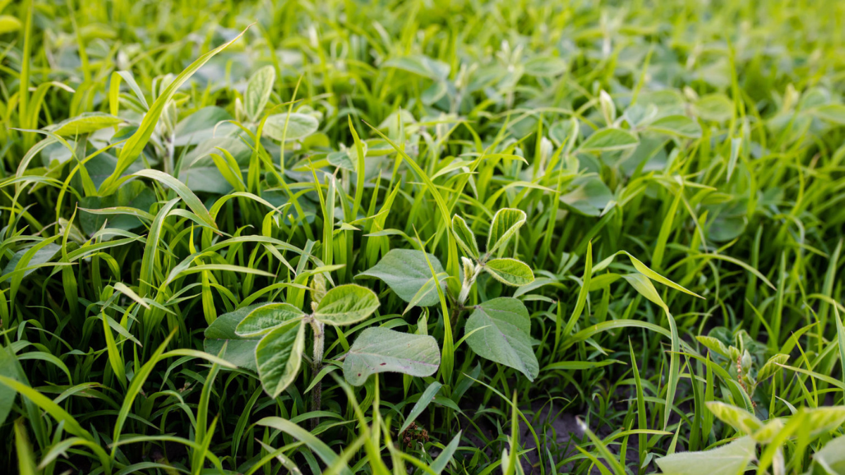 Benefits of Using Ground Cover Crops vs. Pesticides