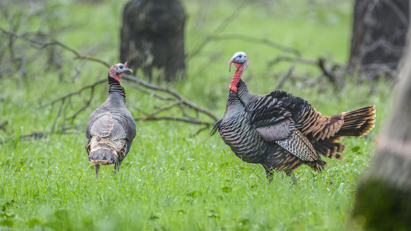 The Perfect Turkey Hunting Kit: Sitka Equinox Guard Review